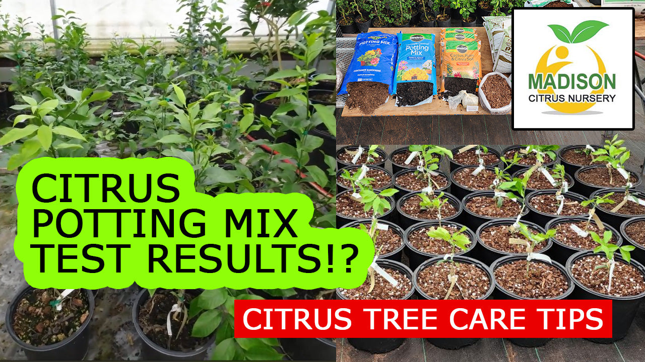 Citrus Potting Mix Test Pt. 2 - 8 months later with results and our th ...