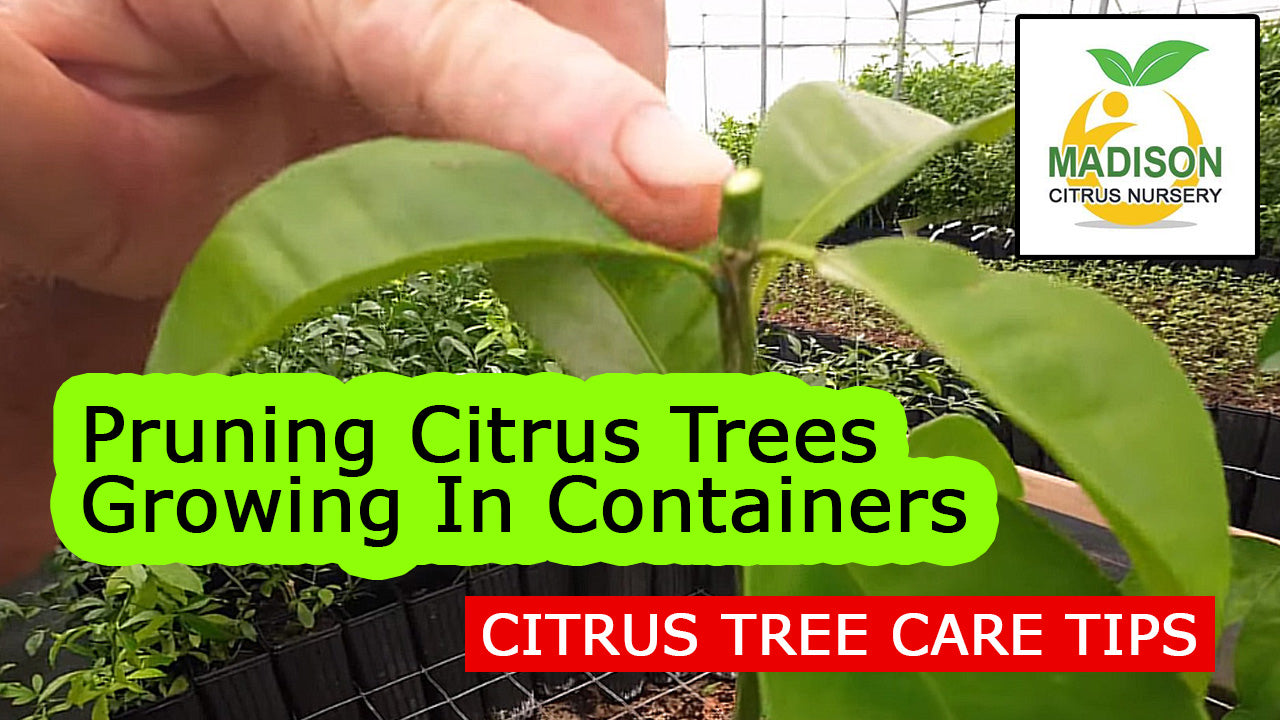 Learn How To Prune Citrus Trees Like A Pro - Dont Be Afraid – Madison ...