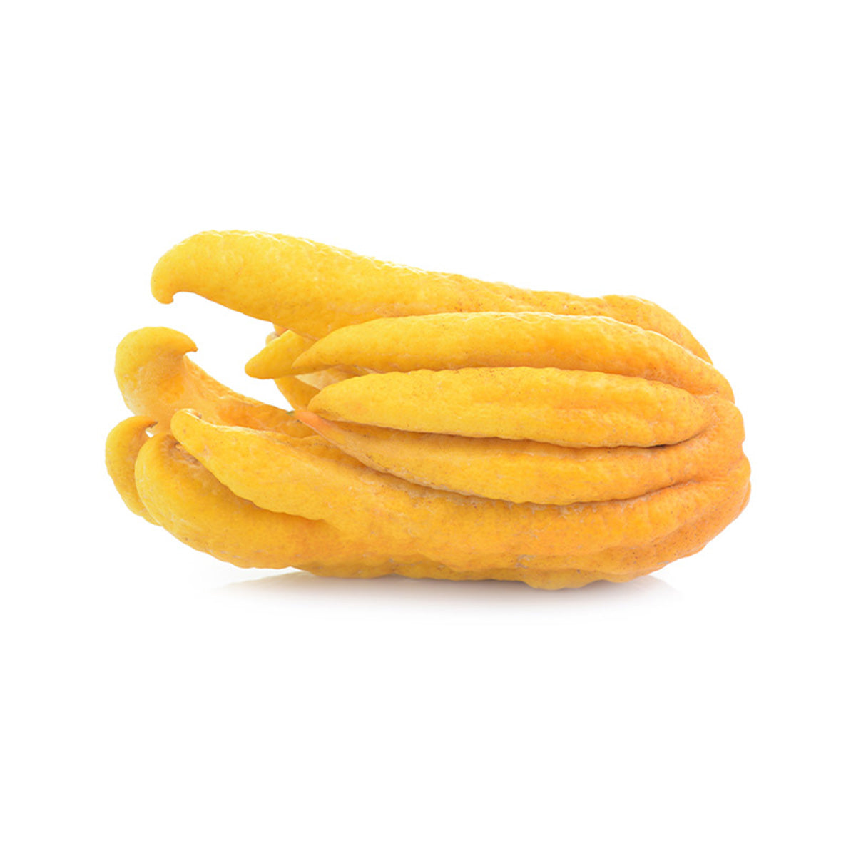 Citron Trees For Sale – Madison Citrus Nursery