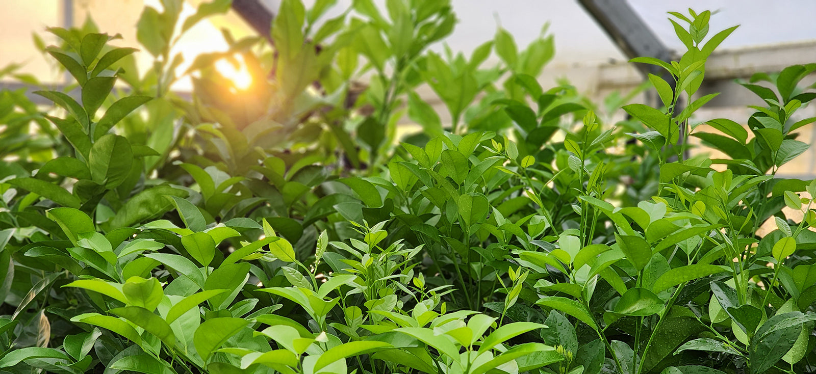 The Newest Citrus Tree Varieties Available At Madison Citrus Nursery
