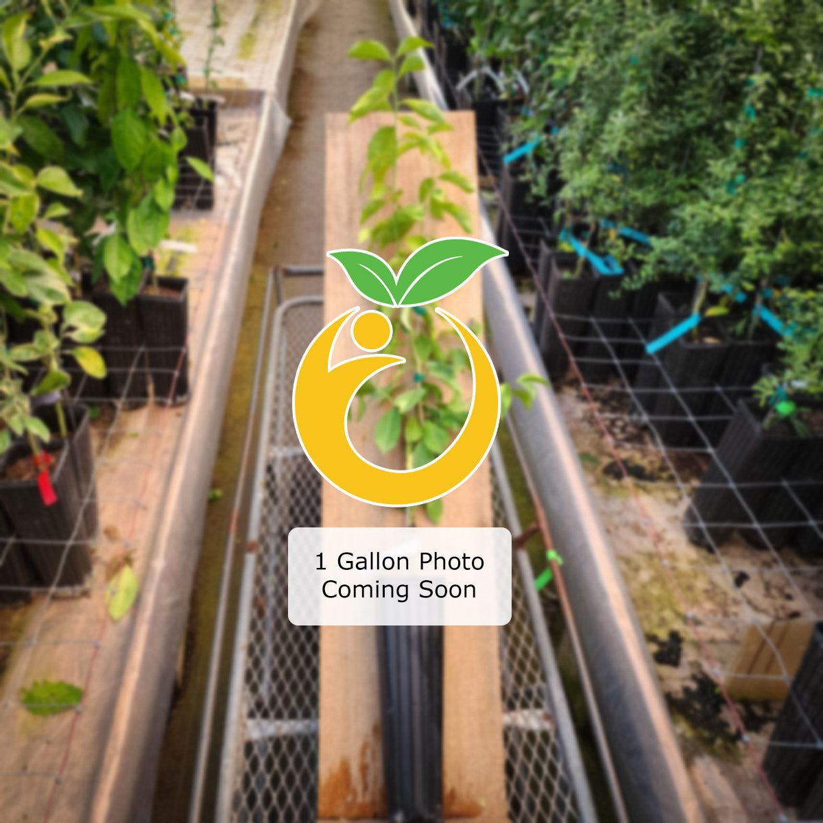 Giant Key Lime Tree for Sale - MadisonCitrusNursery.com – Madison ...