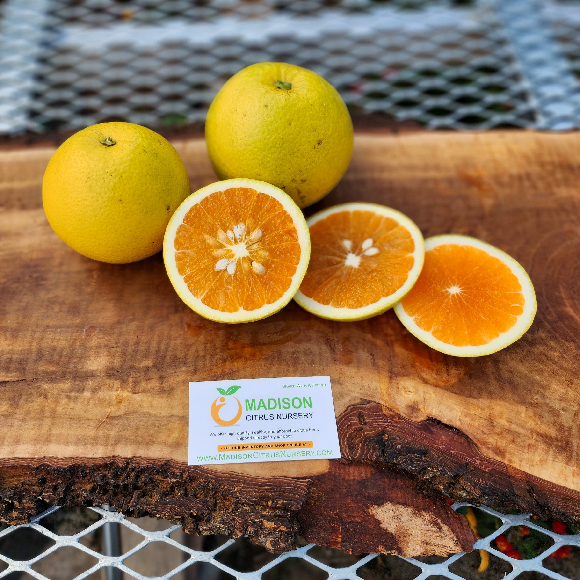 Golden Grapefruit Trees for Sale - MadisonCitrusNursery.com – Madison ...