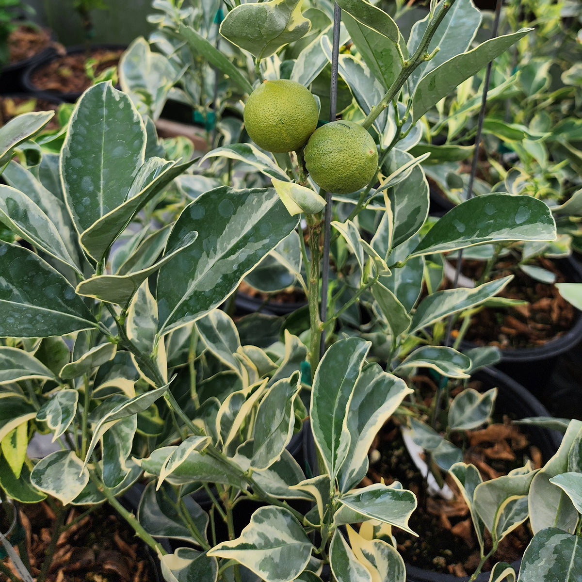 Variegated Cara Cara Navel Orange Trees for Sale - MadisonCitrusNursery ...