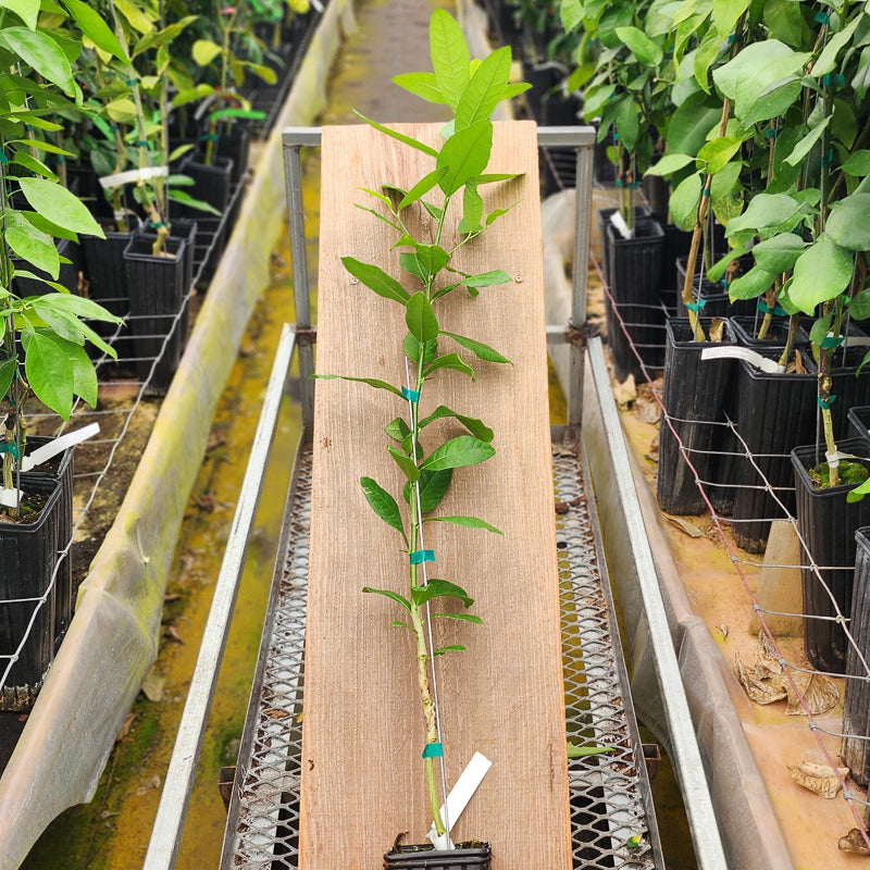 Ashkan Citron Trees for Sale - MadisonCitrusNursery.com – Madison ...