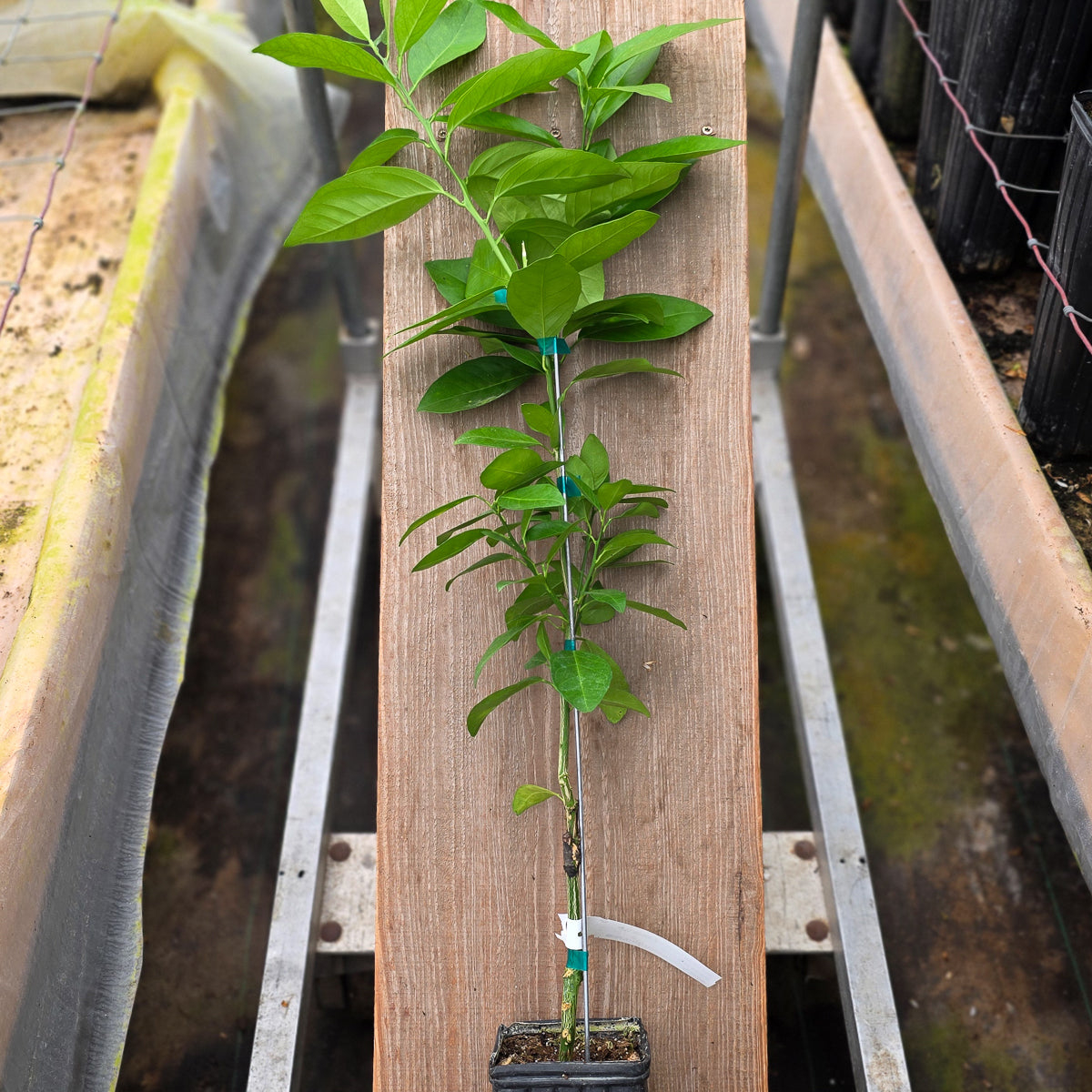 Bream Tarocco Blood Orange Trees for Sale - MadisonCitrusNursery.com ...