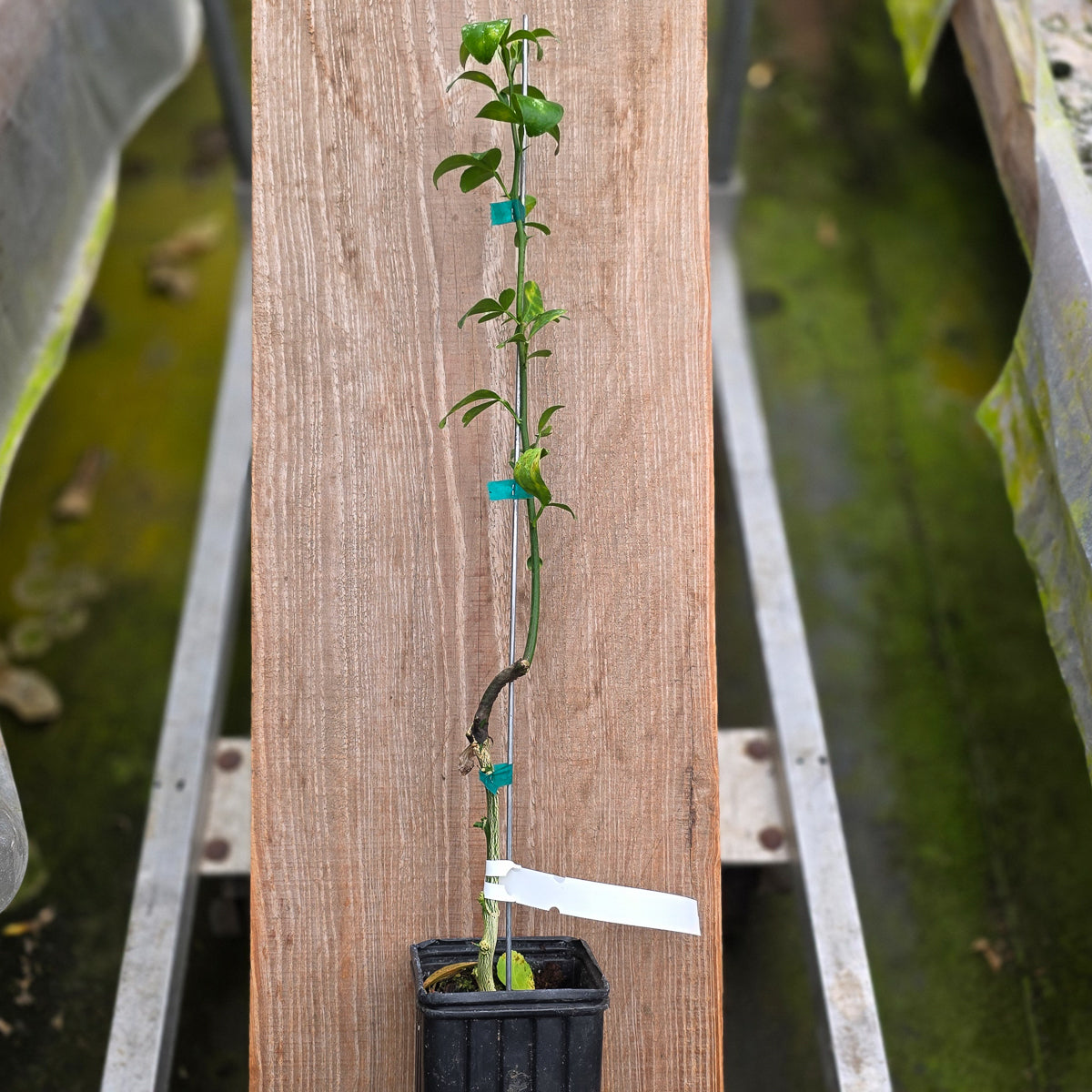 Carrizo Citrange Grafted Trees for Sale - MadisonCitrusNursery.com ...