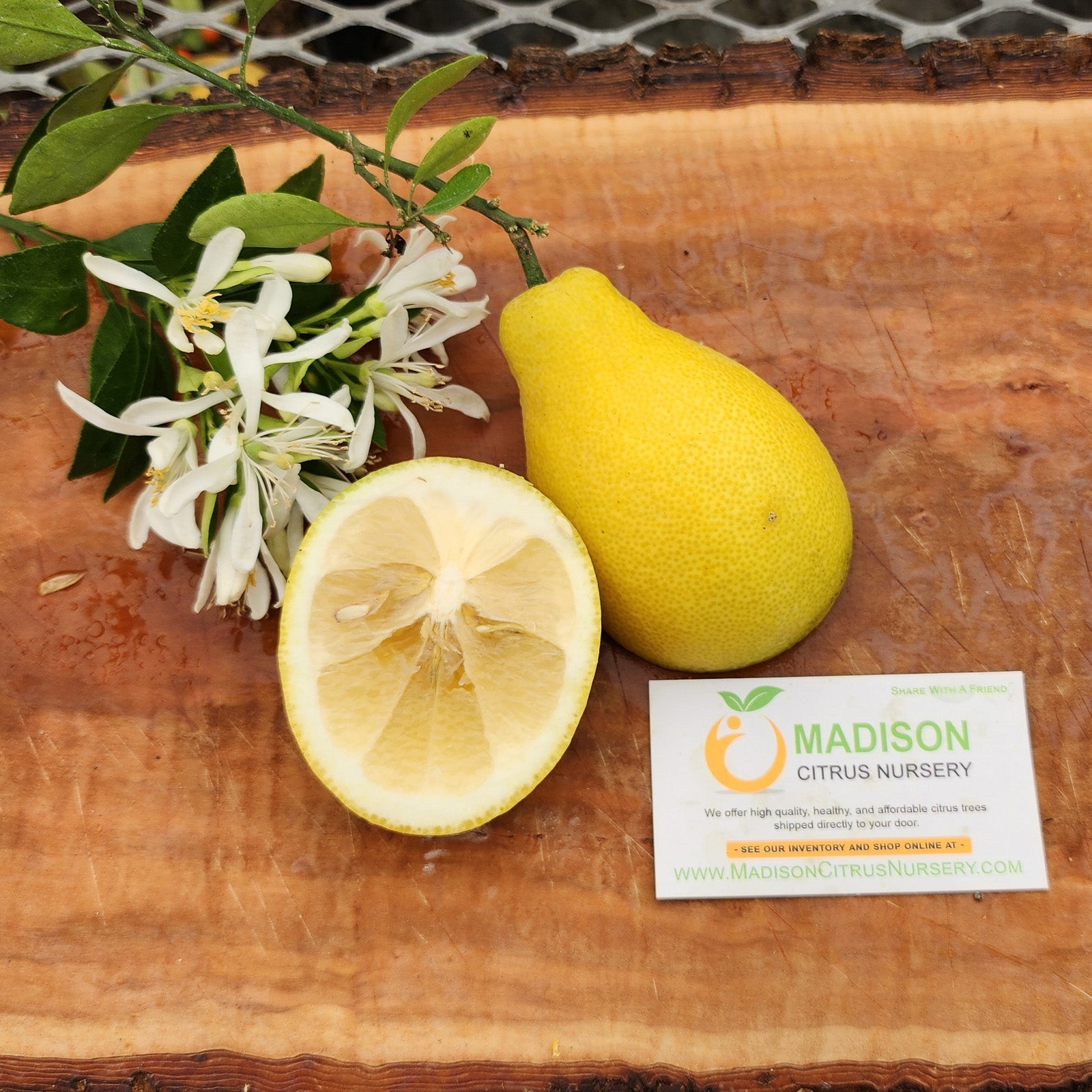 Citrangequat Hybrid US 10-3-4 Trees for Sale - MadisonCitrusNursery.com ...