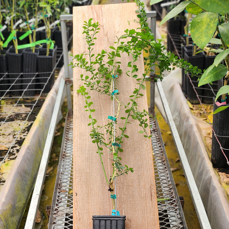 Finger Lime Trees for Sale - MadisonCitrusNursery.com – Madison Citrus ...