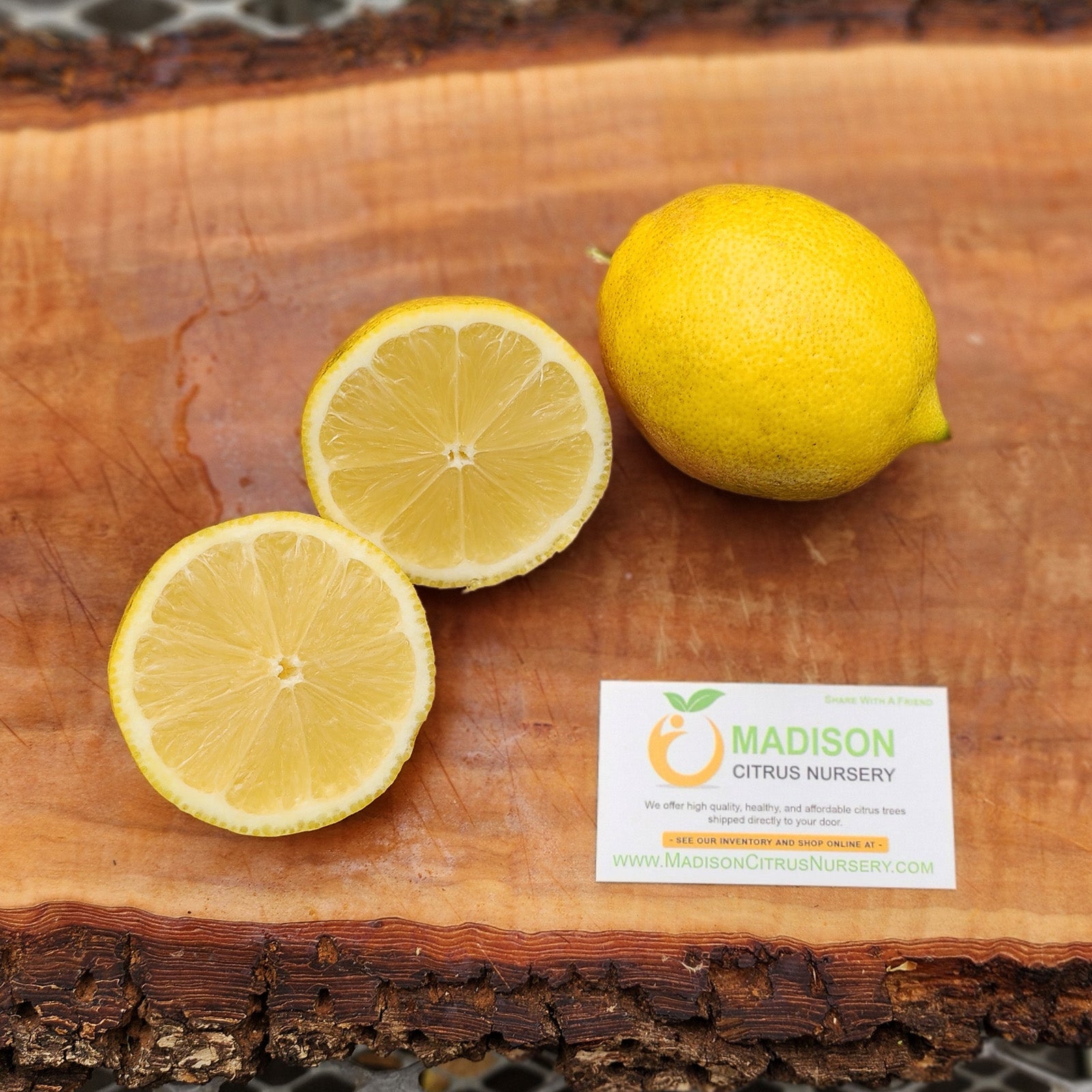 Harvey Lemon Trees for Sale - MadisonCitrusNursery.com – Madison Citrus ...