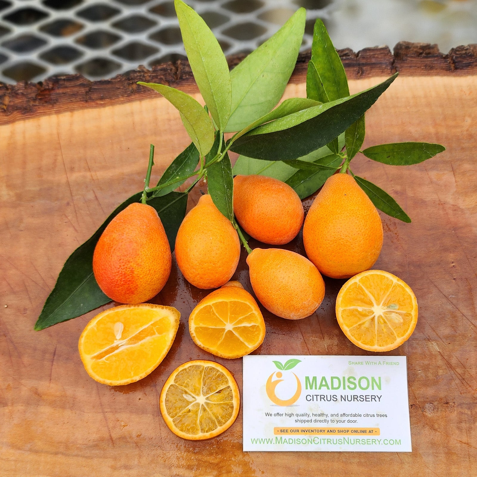 Indio Mandarinquat Trees for Sale - MadisonCitrusNursery.com – Madison ...
