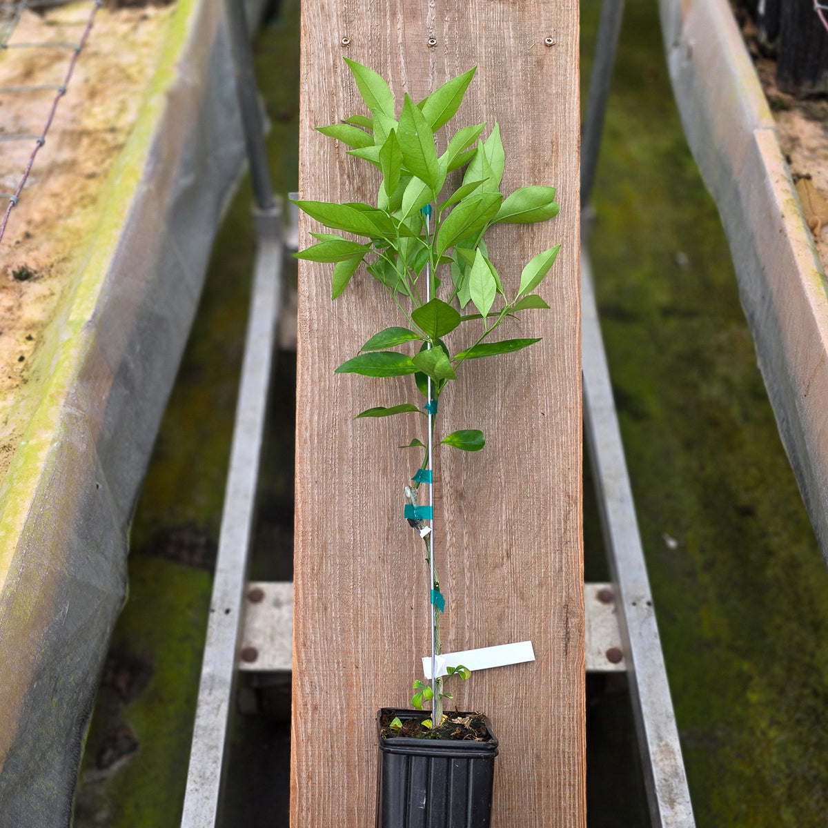 Lee Mandarin Trees for Sale - MadisonCitrusNursery.com – Madison Citrus ...