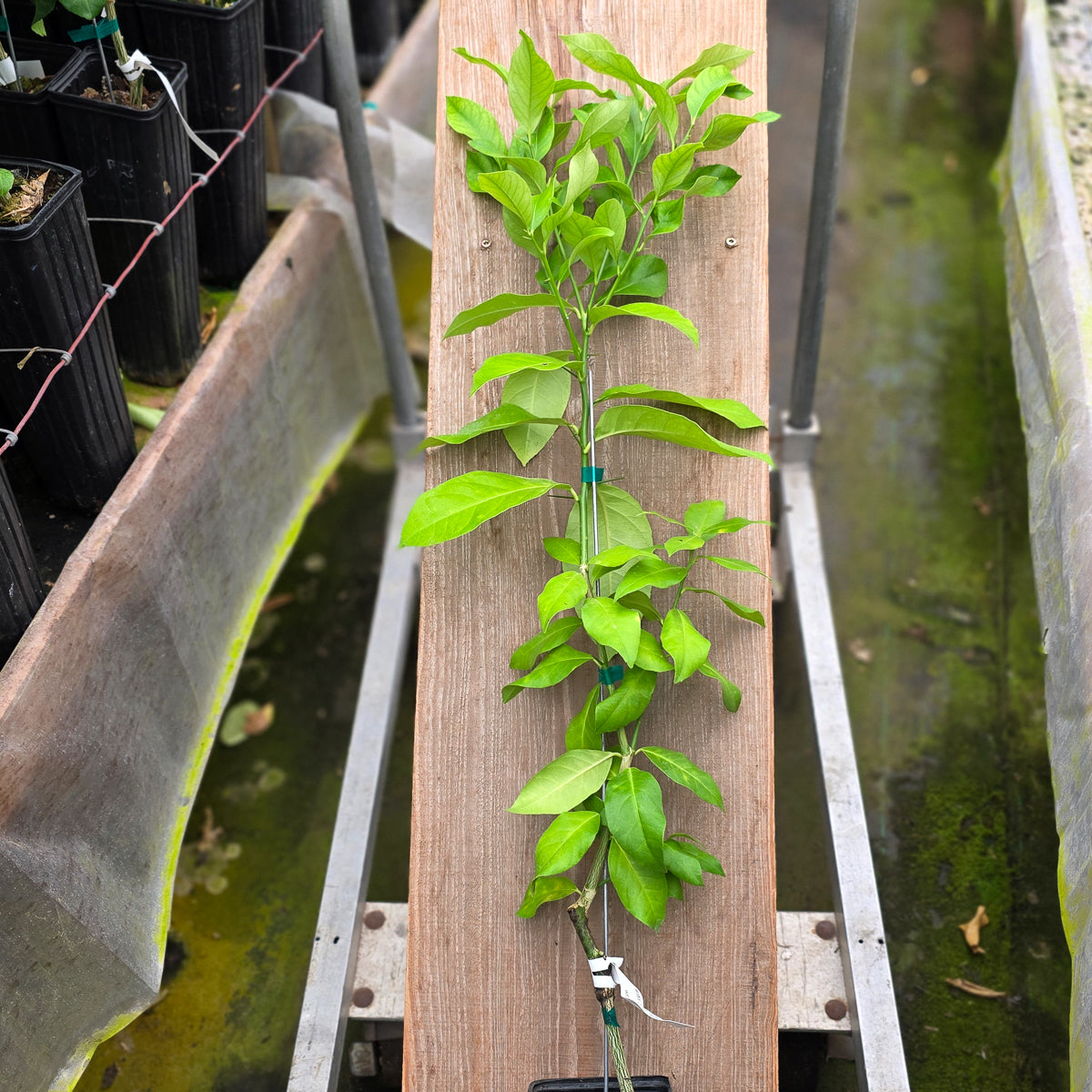 Limoneira 8A Lisbon Lemon Trees for Sale - MadisonCitrusNursery.com ...