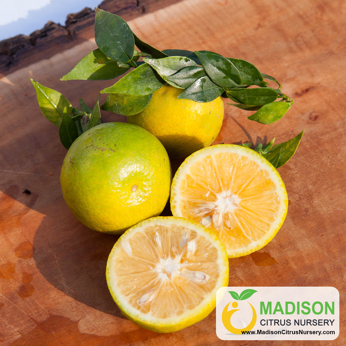 Chinotto Sour Orange Trees for Sale - MadisonCitrusNursery.com ...