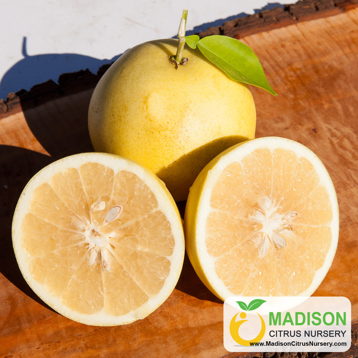 Duncan Grapefruit Trees for Sale - MadisonCitrusNursery.com – Madison ...