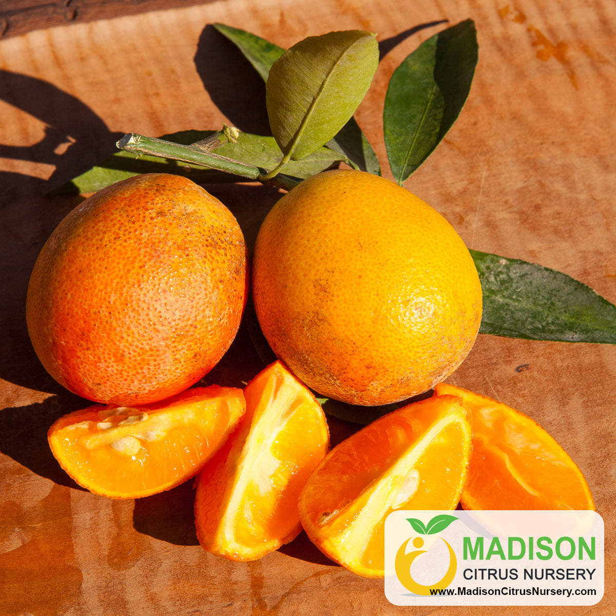 "Excalibur" Red Lime Trees for Sale - MadisonCitrusNursery.com ...