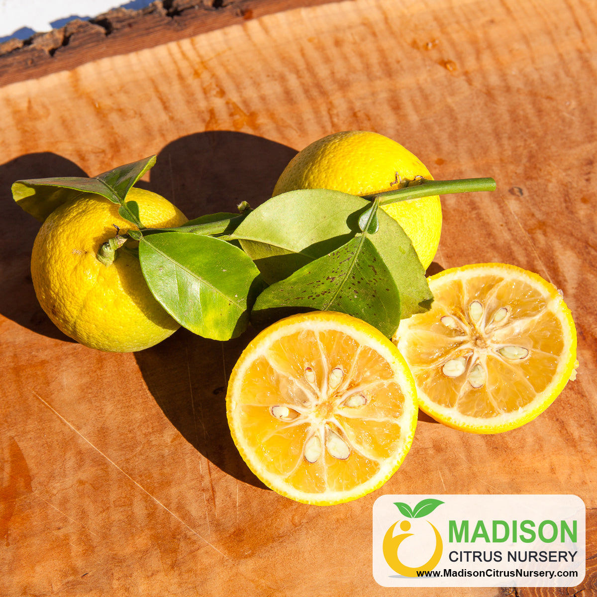 Kabosu Papeda Citrus Trees for Sale - MadisonCitrusNursery.com ...