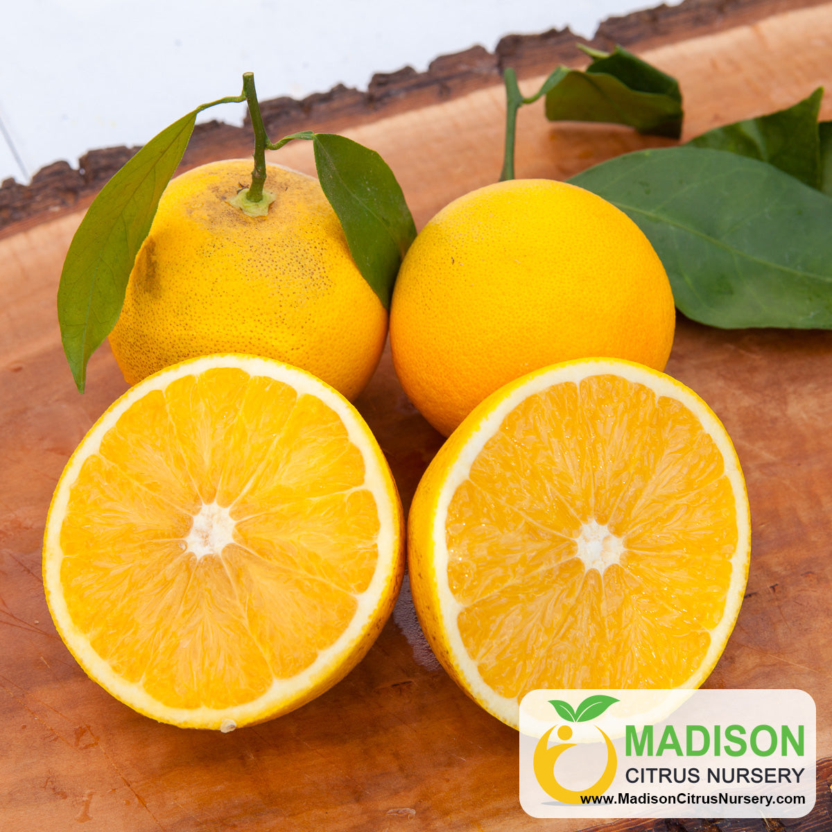 Marrs Sweet Orange Trees for Sale - MadisonCitrusNursery.com – Madison ...