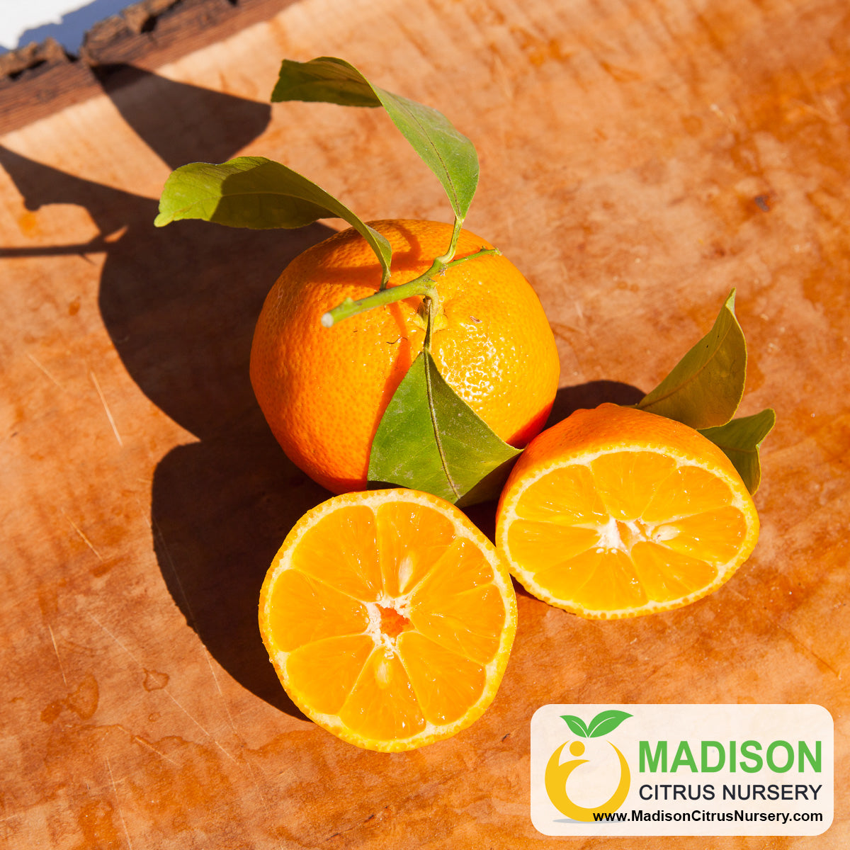 Rangpur Lime Trees for Sale - MadisonCitrusNursery.com – Madison Citrus ...