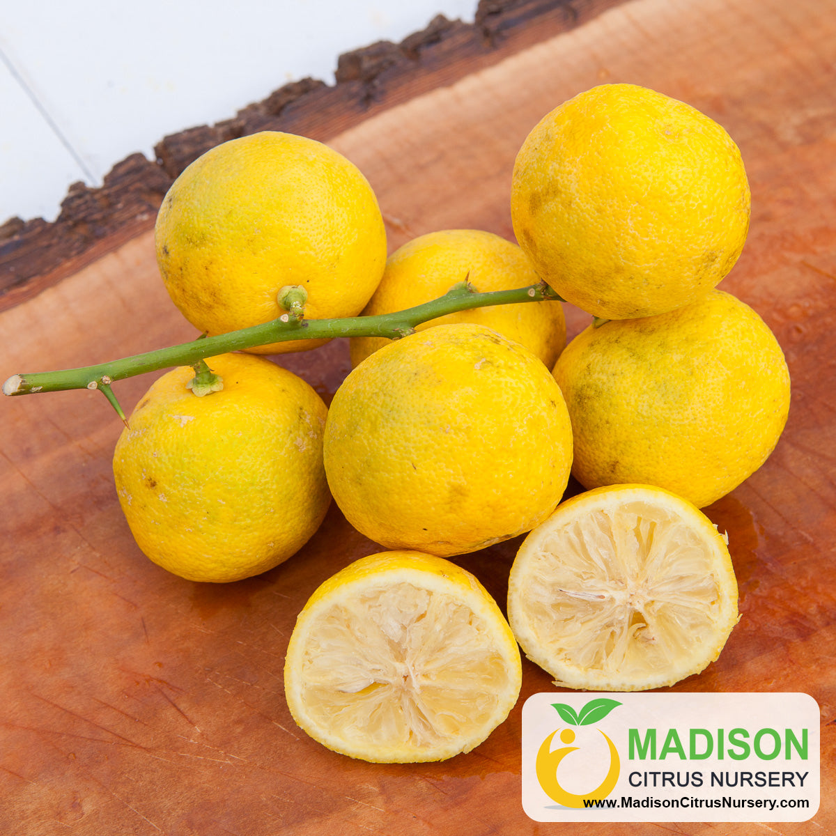 Sudachi Ichandrin Papeda Citrus Trees for Sale - MadisonCitrusNursery ...