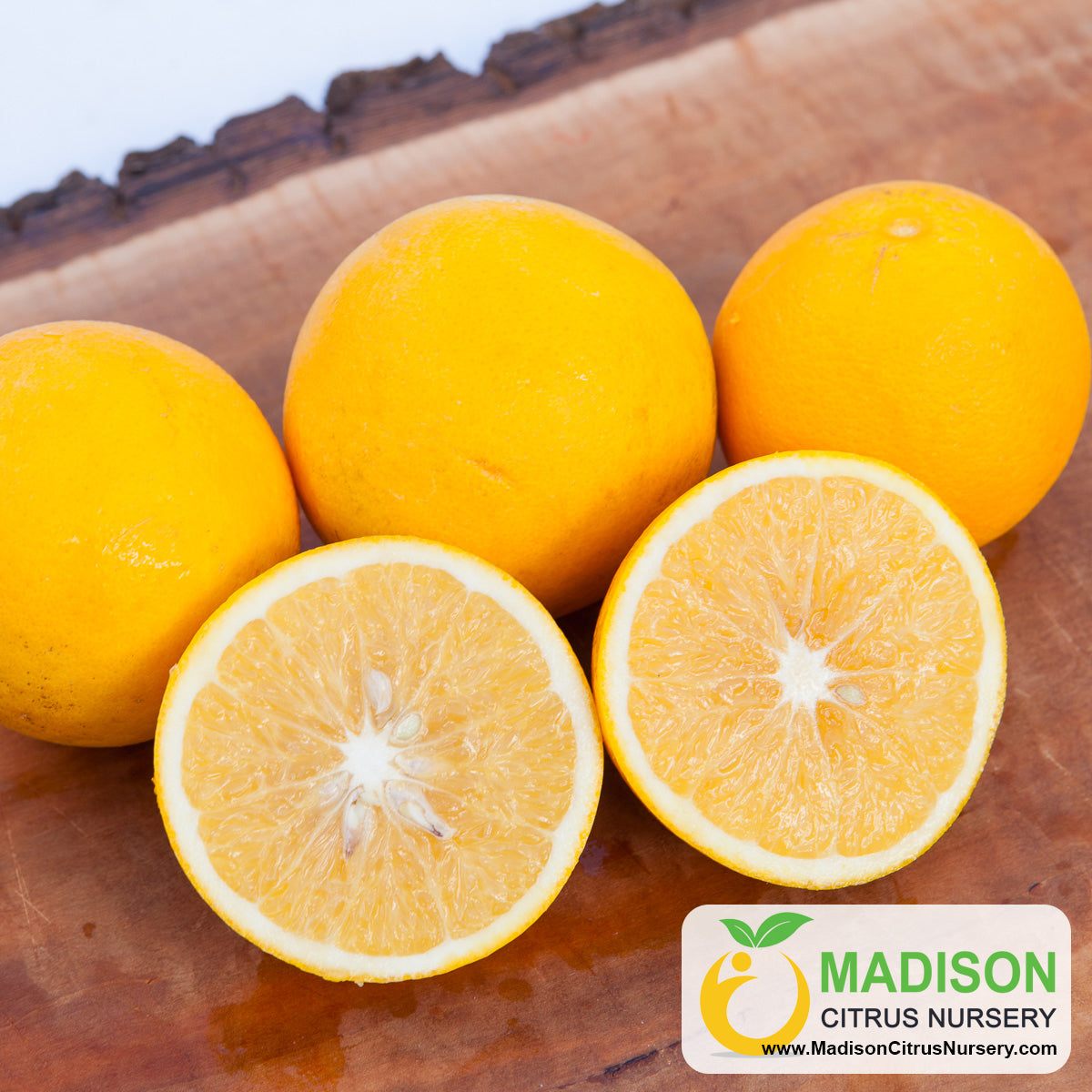 Xinhuicheng Sweet Orange Trees for Sale - MadisonCitrusNursery.com ...