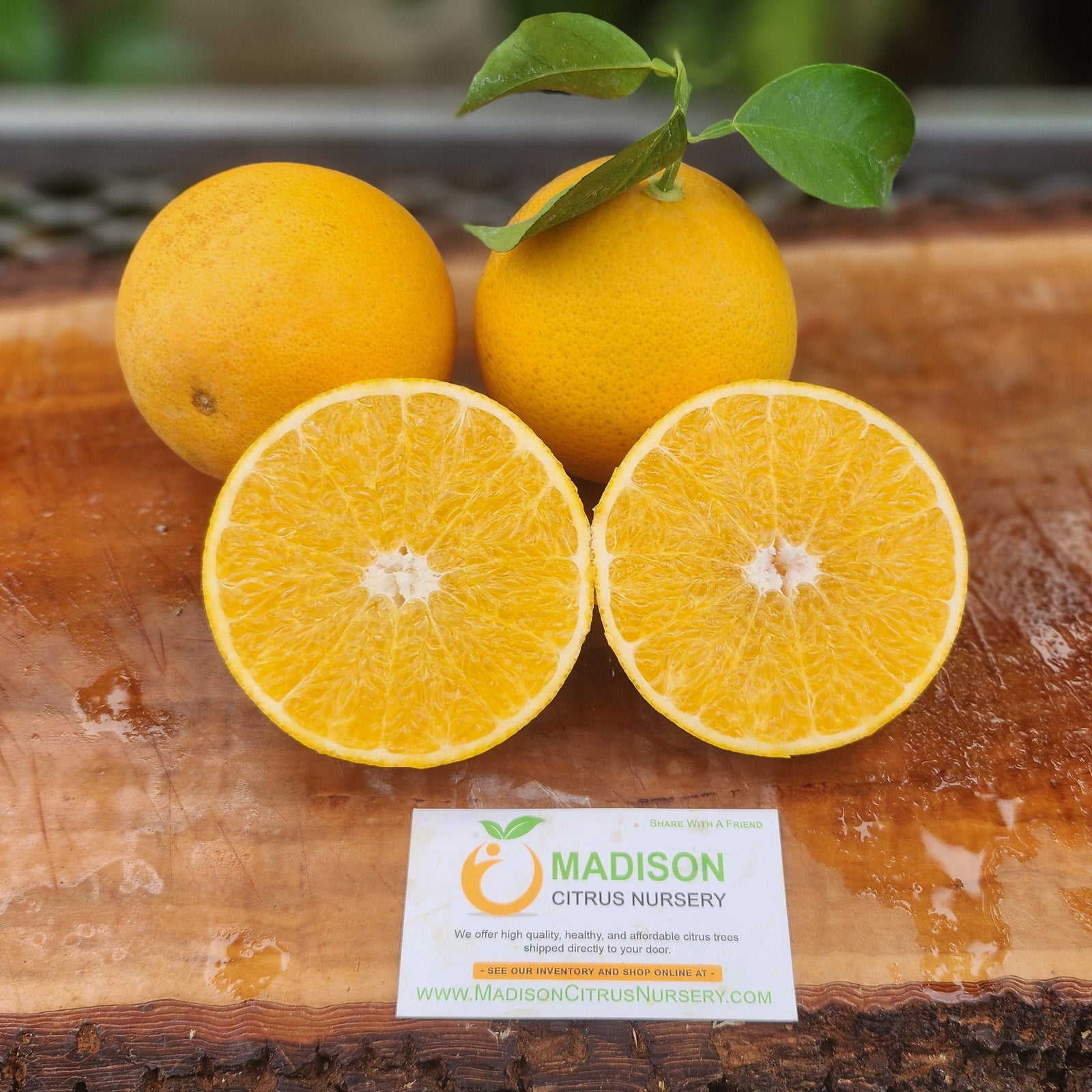 Midknight Valencia Orange Trees for Sale - MadisonCitrusNursery.com ...