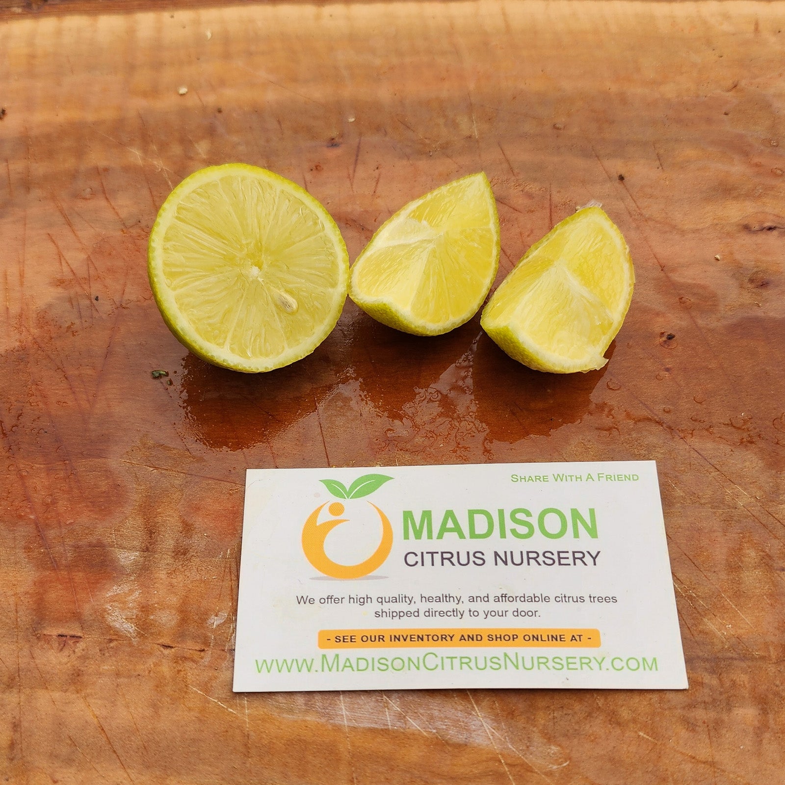 Millsweet Limetta Trees for Sale - MadisonCitrusNursery.com – Madison ...