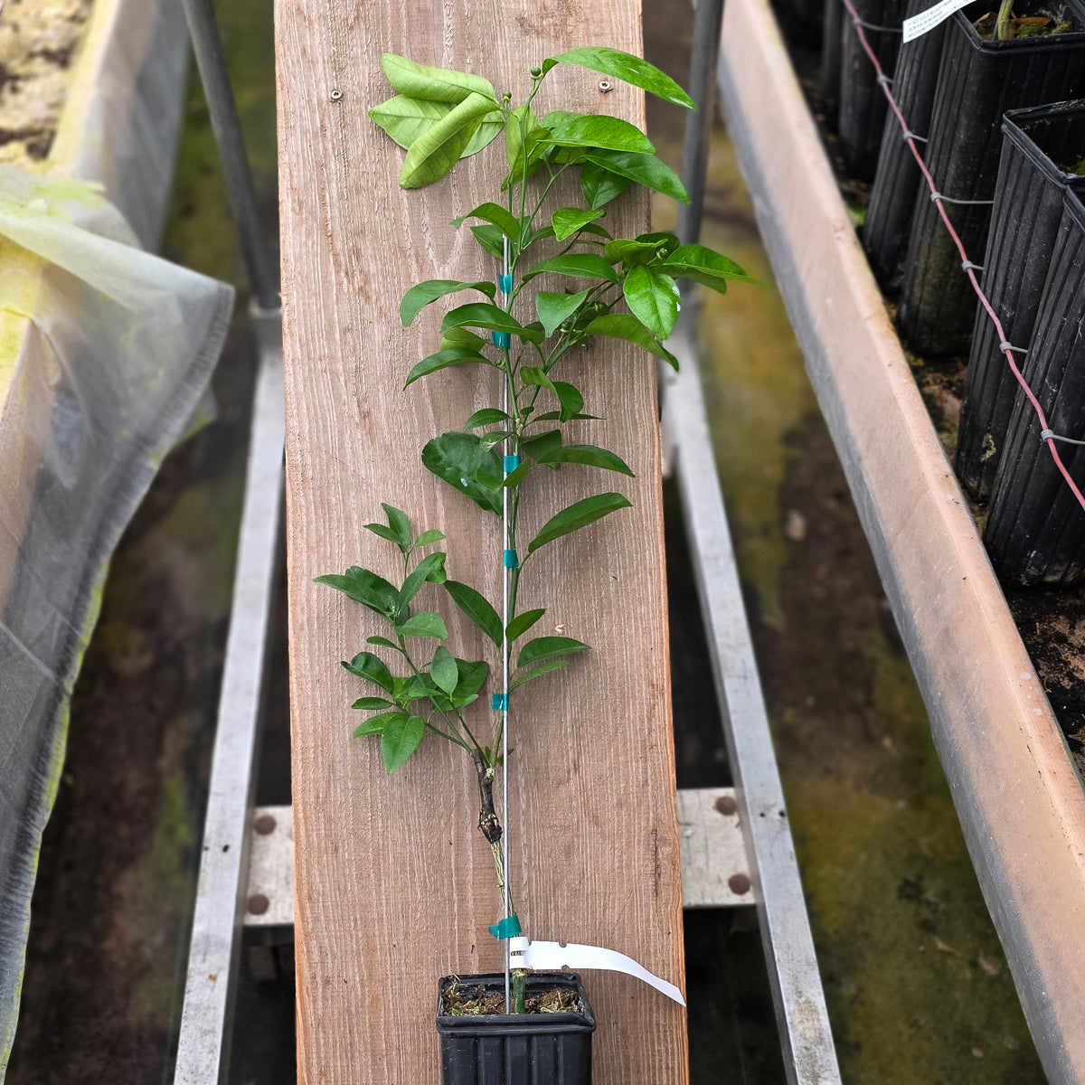 Murcott Mandarin Trees for Sale - MadisonCitrusNursery.com – Madison ...