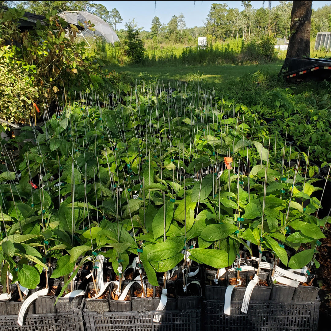 Grafted Potomac Pawpaw Tree For Sale Madison Citrus Nursery
