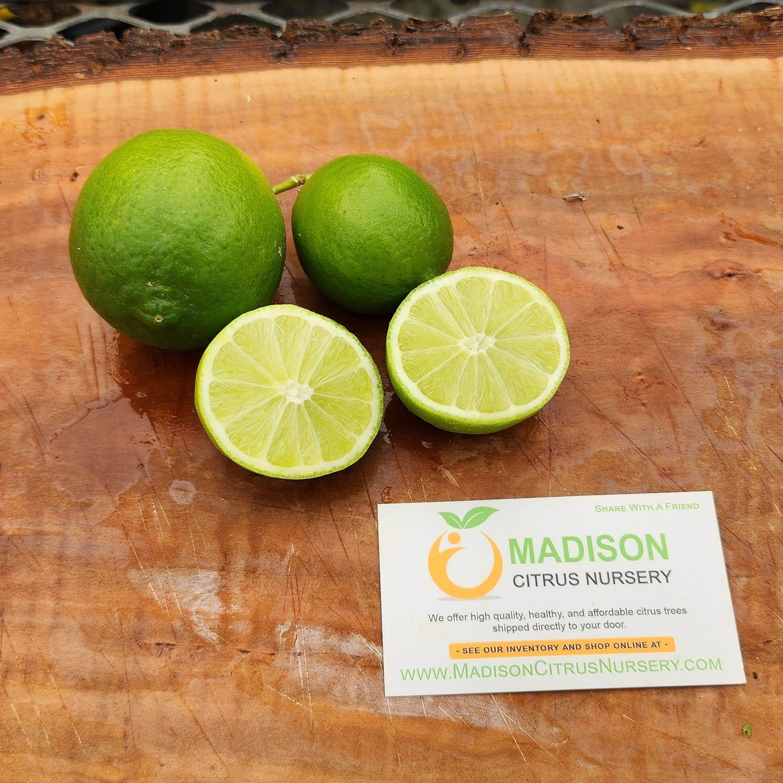 Persian Lime Trees for Sale - MadisonCitrusNursery.com – Madison Citrus ...