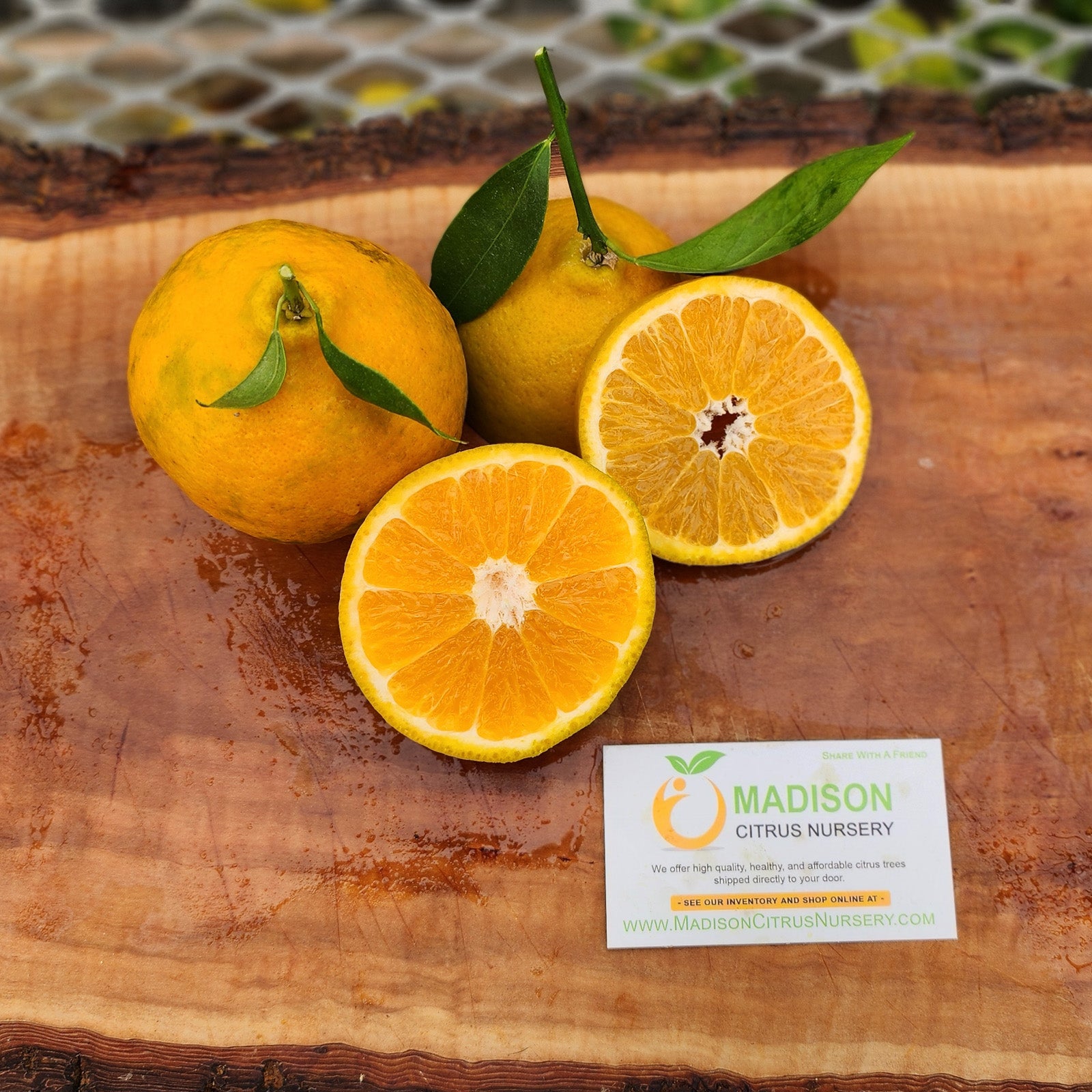 Pixie Mandarin Trees for Sale - MadisonCitrusNursery.com – Madison ...