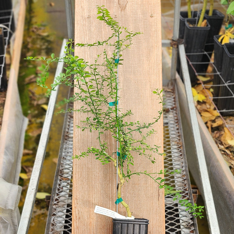 Red Finger Lime DPI-50-36 Trees for Sale - MadisonCitrusNursery.com ...