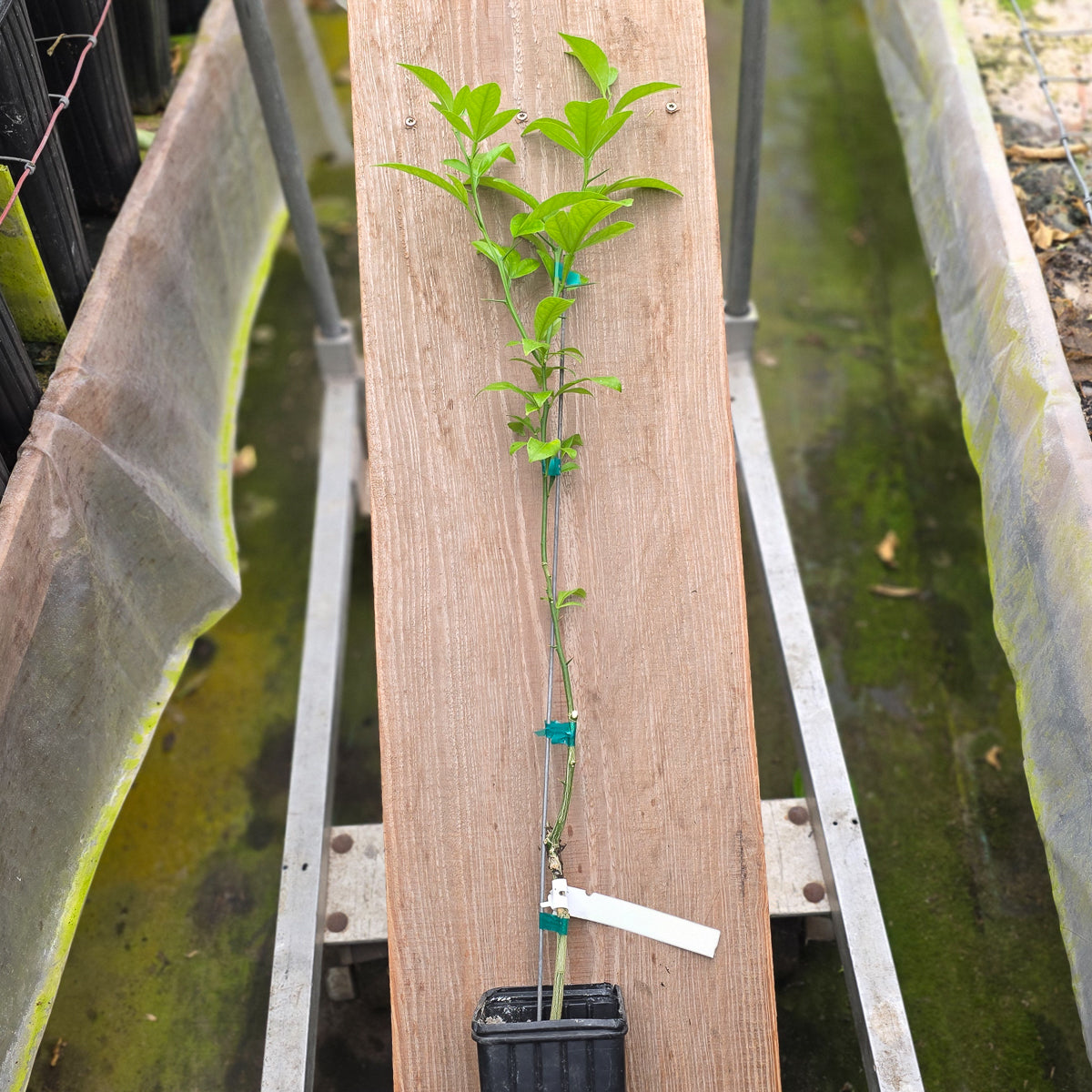 Rusk Citrange Trees for Sale - MadisonCitrusNursery.com – Madison ...
