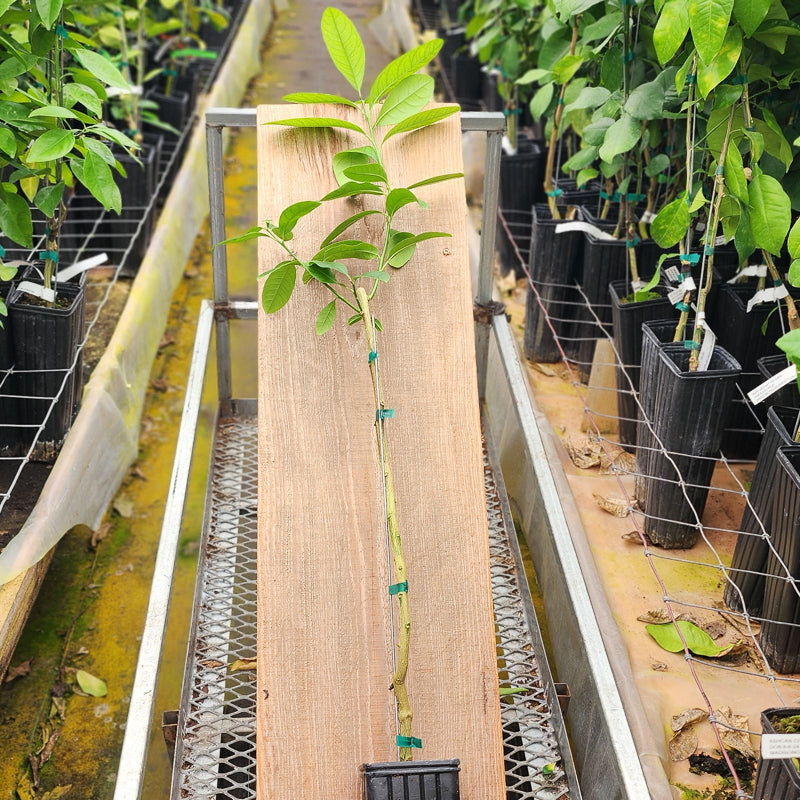 S-1 Citron Trees for Sale - MadisonCitrusNursery.com – Madison Citrus ...