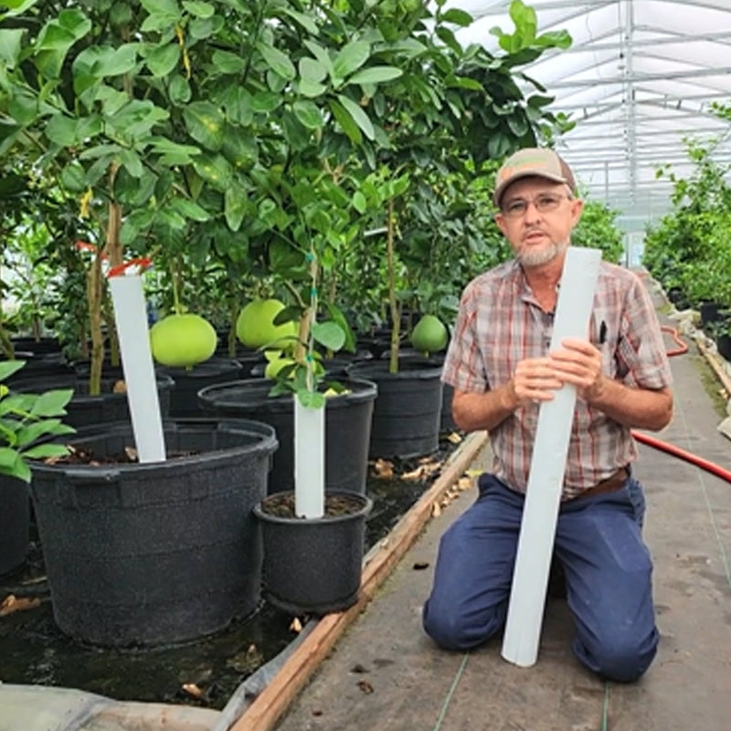 Tree Protectors Plastic Sleeves Protect Citrus and Fruit Trees ...