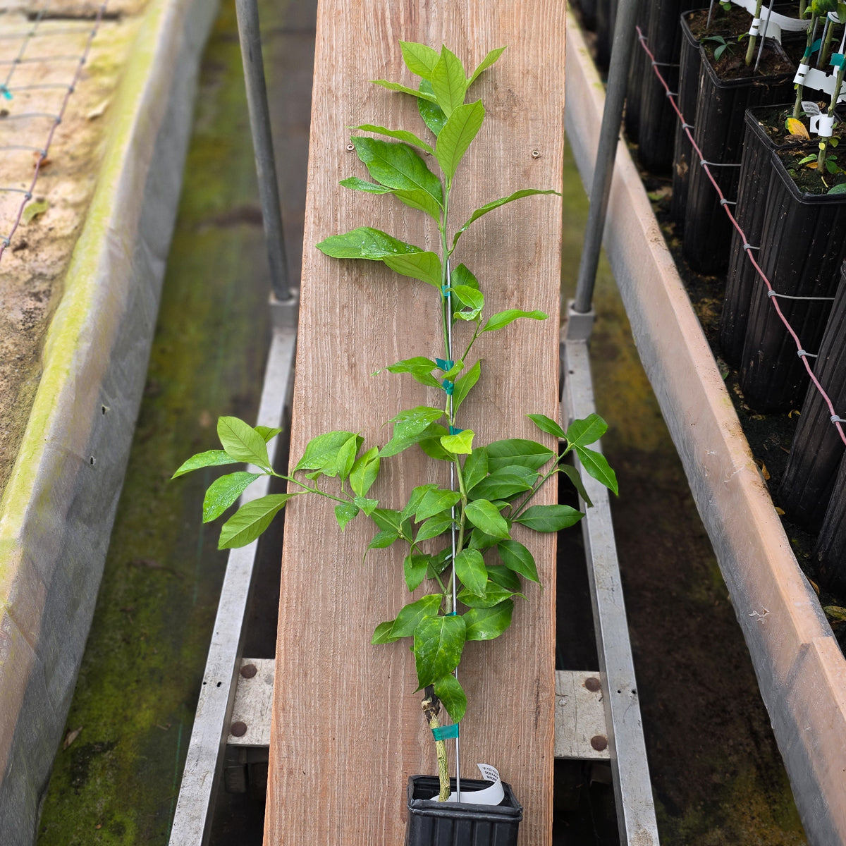 Yen Ben Lisbon Lemon Trees for Sale - MadisonCitrusNursery.com ...