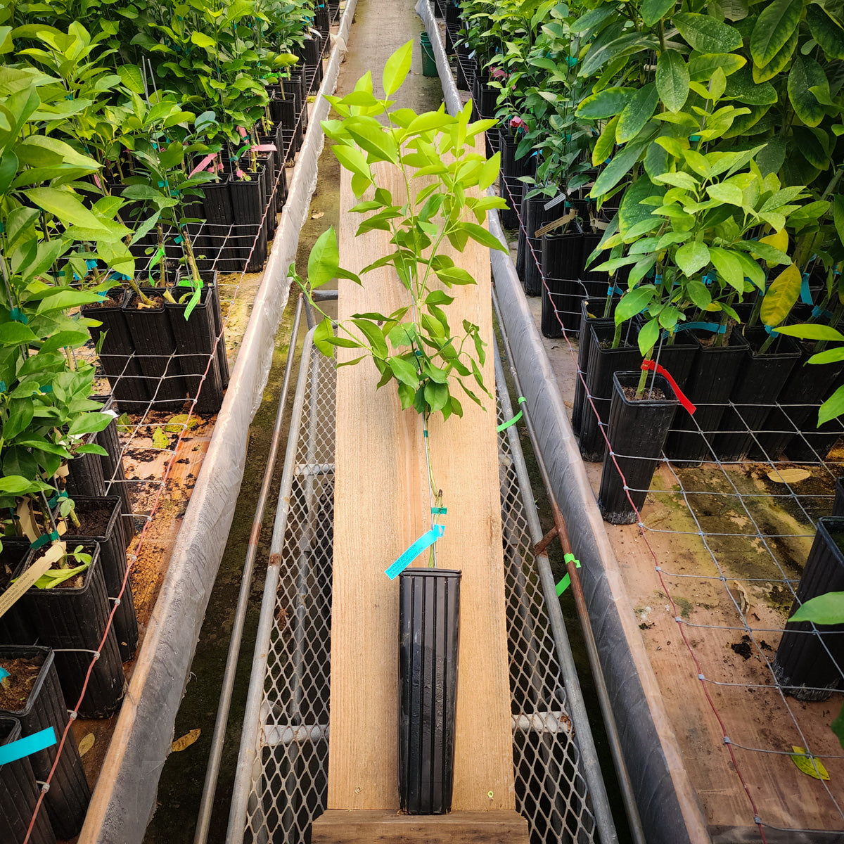 Amoa 8 Tangor Mandarin Trees for Sale - MadisonCitrusNursery.com ...