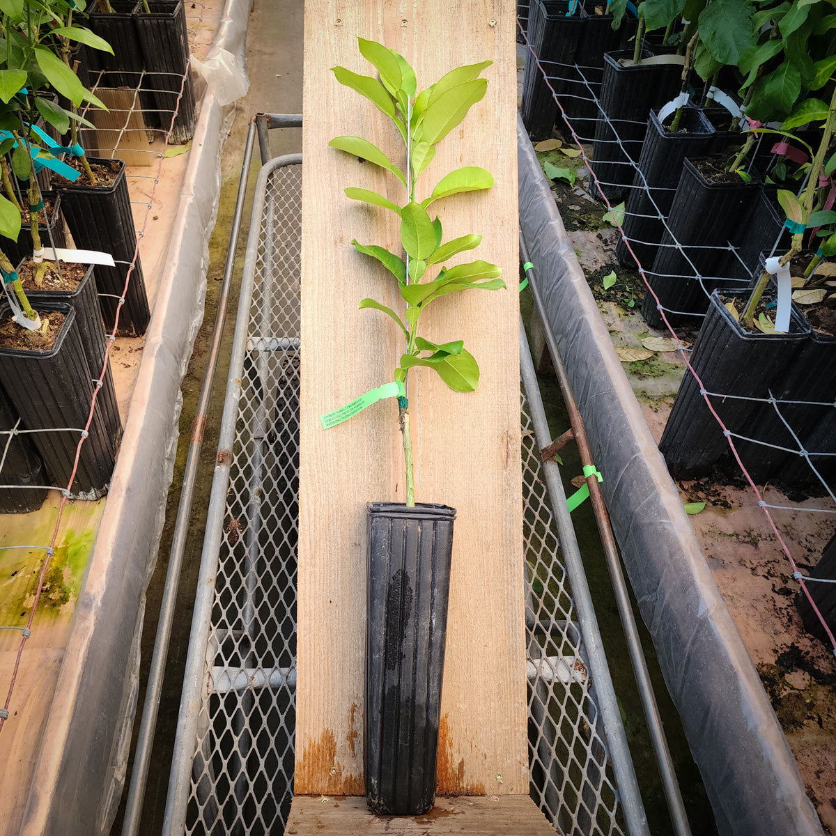 Chinese Pummelo Trees for Sale - MadisonCitrusNursery.com – Madison ...