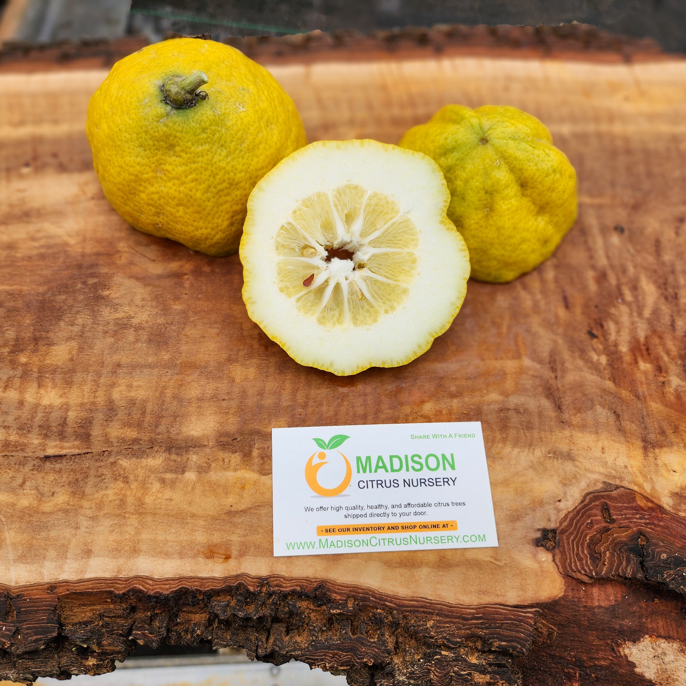 Dwarf Etrog Citron Trees for Sale - MadisonCitrusNursery.com – Madison ...