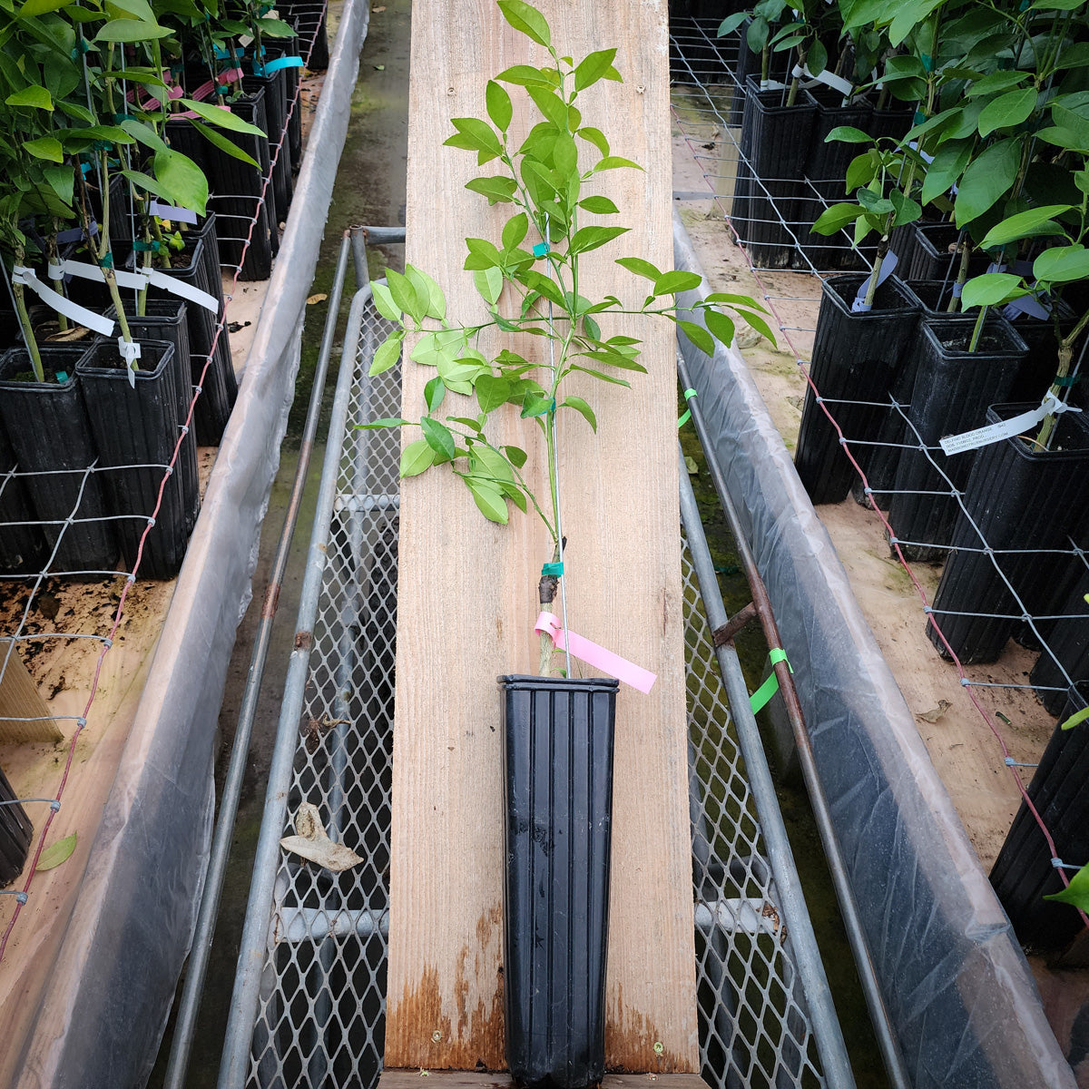 Gou Tou Sour Orange Trees for Sale - MadisonCitrusNursery.com – Madison ...