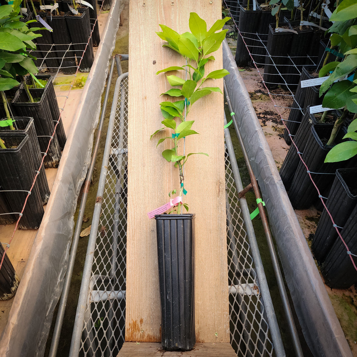 Page Orange Trees for Sale - MadisonCitrusNursery.com – Madison Citrus ...