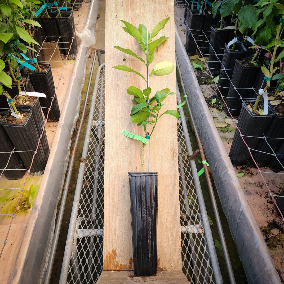 Siamese Pink Pummelo Trees for Sale - MadisonCitrusNursery.com ...