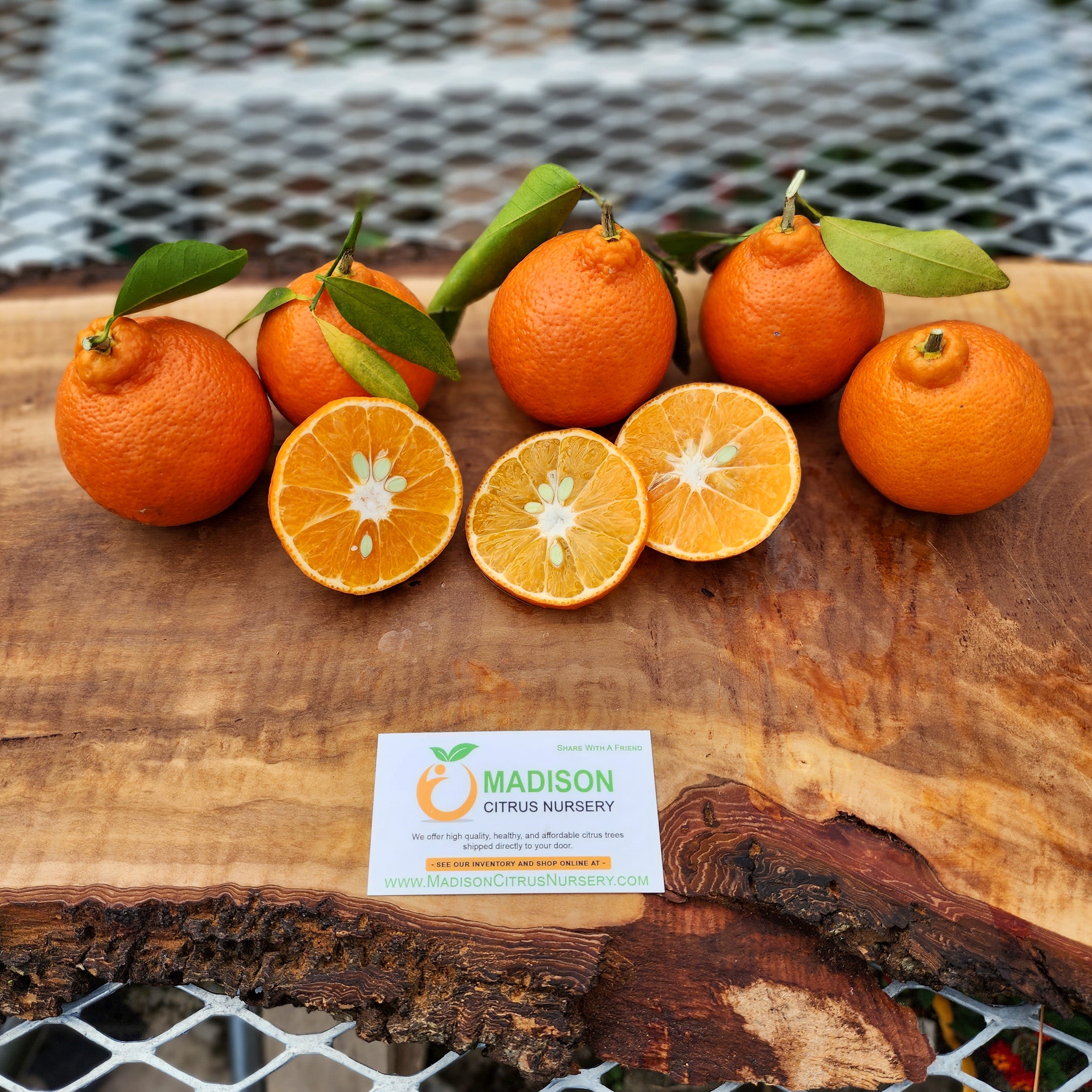 Sugar Belle® Mandarin Hybrid Citrus Trees for Sale ...