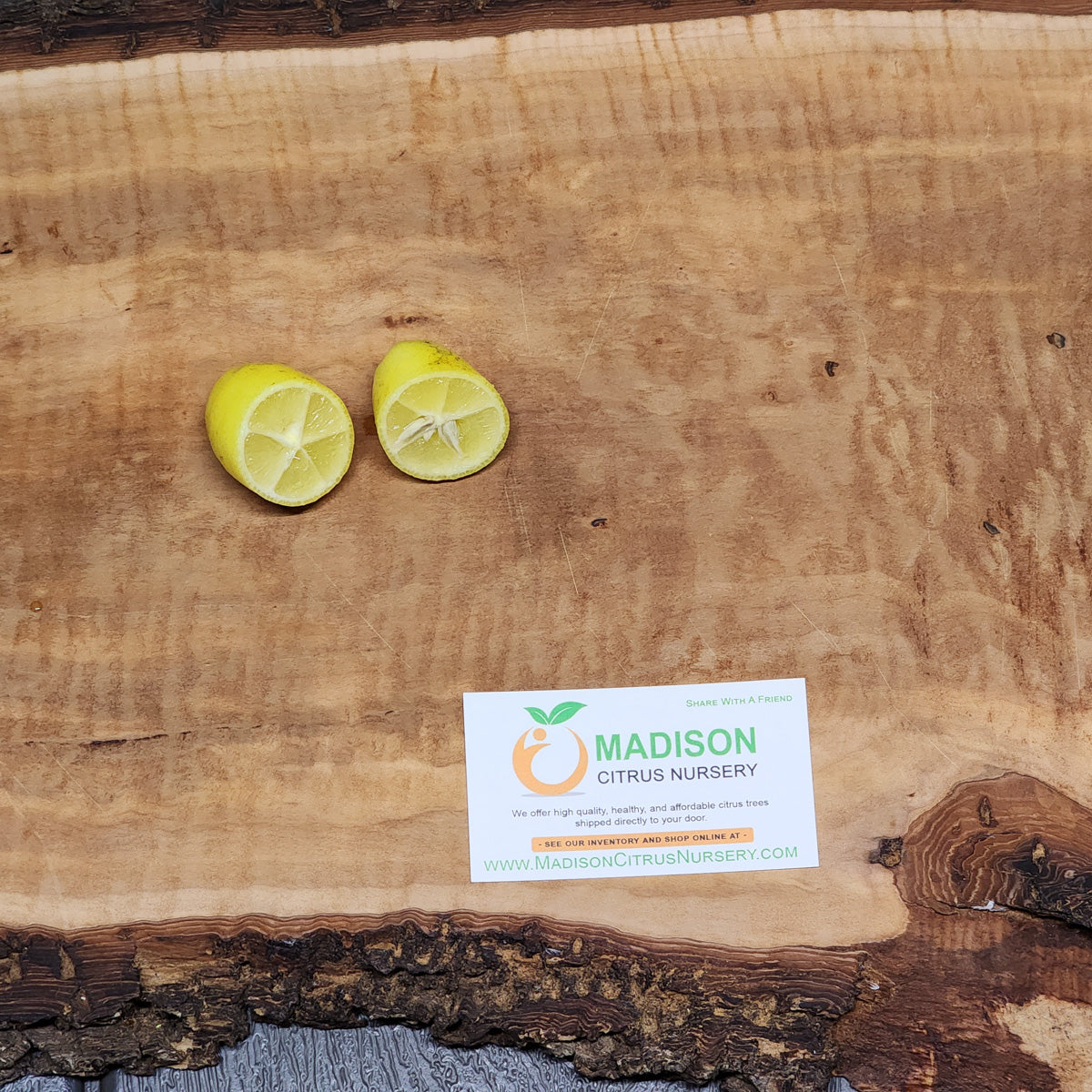 Tavares Limequat Trees for Sale - MadisonCitrusNursery.com – Madison ...