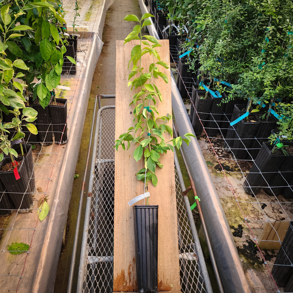 Variegated Rough Lemon Trees for Sale - MadisonCitrusNursery.com ...