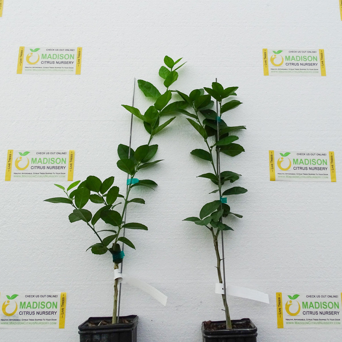 Castelo Lime Trees for Sale - MadisonCitrusNursery.com – Madison Citrus ...