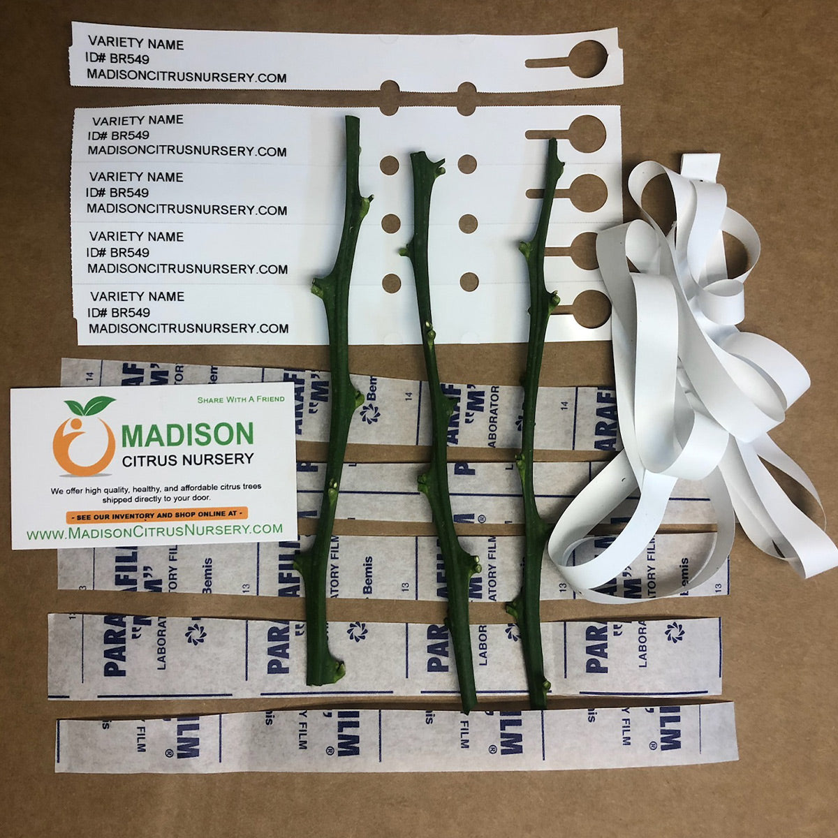 Certified Kishu Mandarin Citrus Budwood For Sale - MadisonCitrusNursery ...