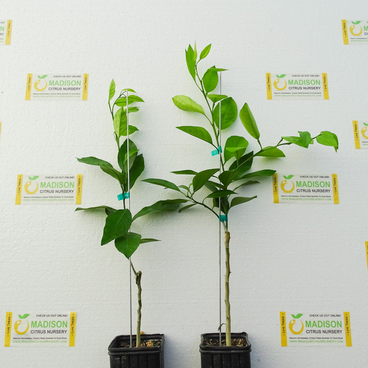 Dobashi Beni Satsuma Mandarin Trees for Sale - MadisonCitrusNursery.com ...