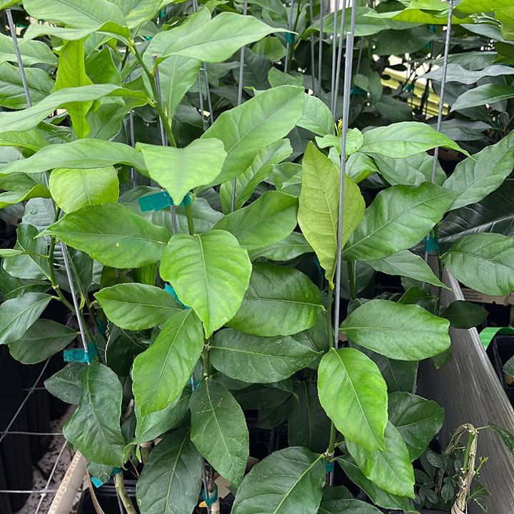 Genoa Lemon Trees for Sale - MadisonCitrusNursery.com – Madison Citrus ...