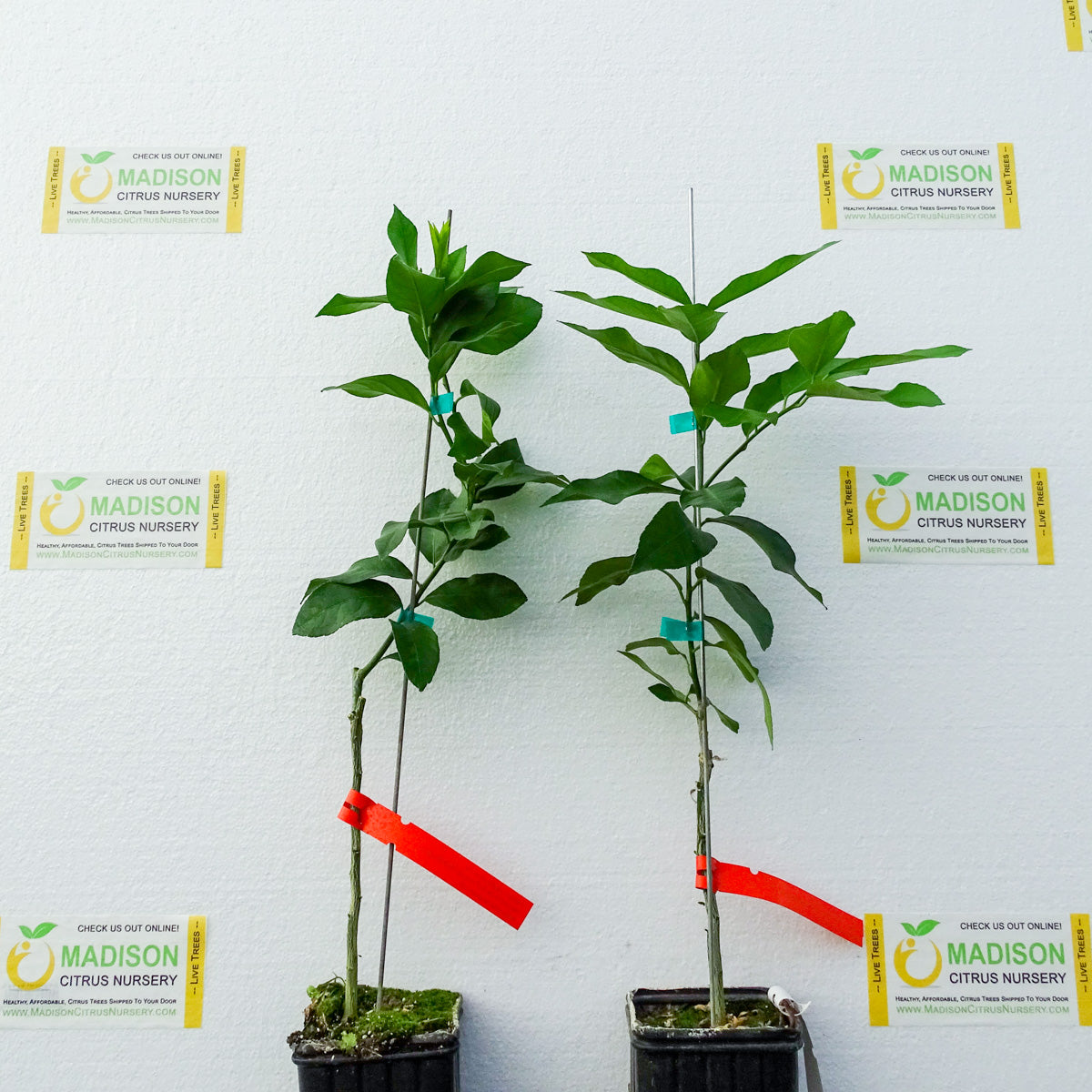 Harvey Lemon Trees for Sale - MadisonCitrusNursery.com – Madison Citrus ...