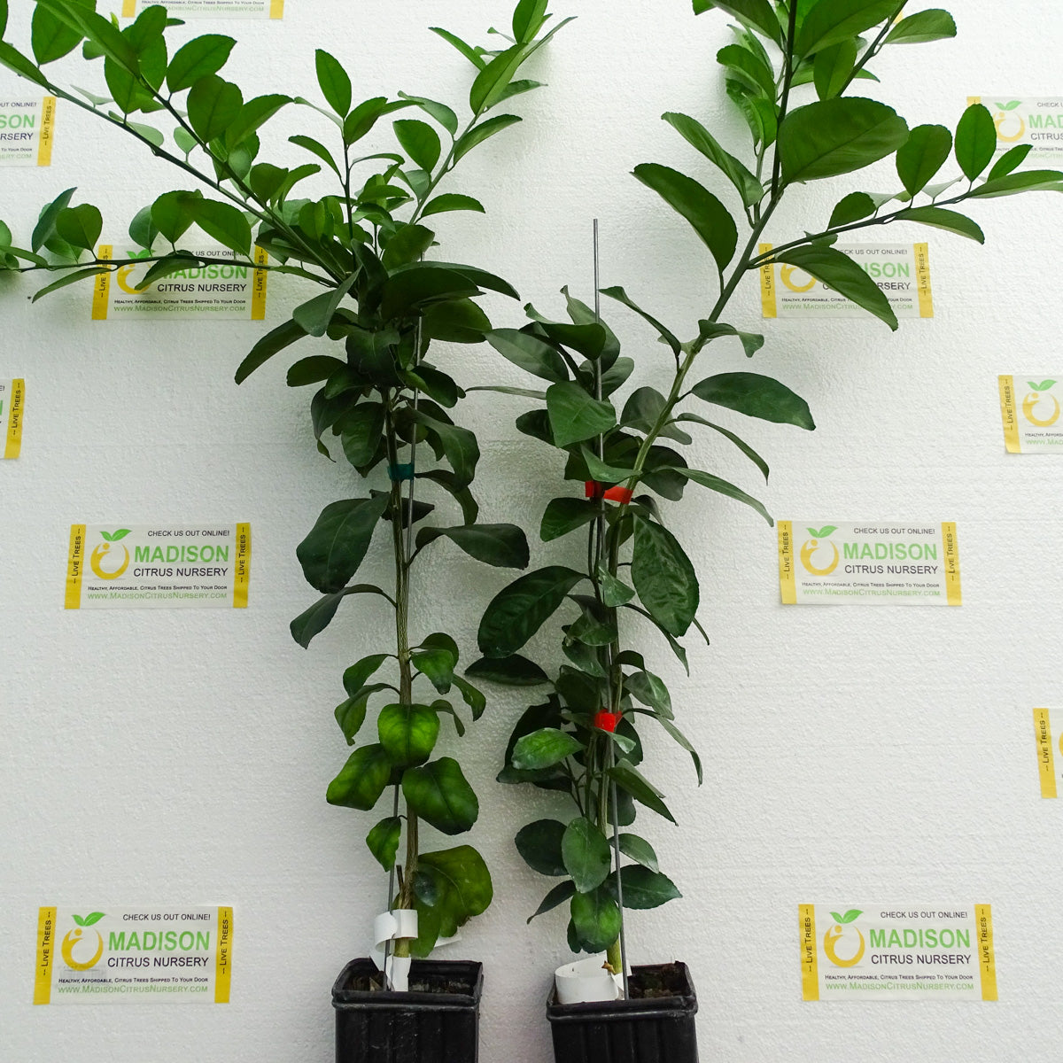 Sanbokan Lemon Trees for Sale - MadisonCitrusNursery.com – Madison ...